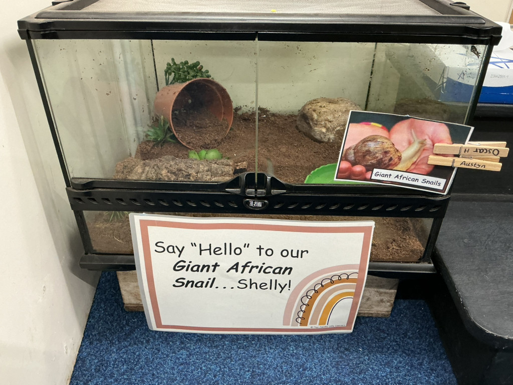 Shelly the Giant African Snail - Sharow CE Primary and Nursery School