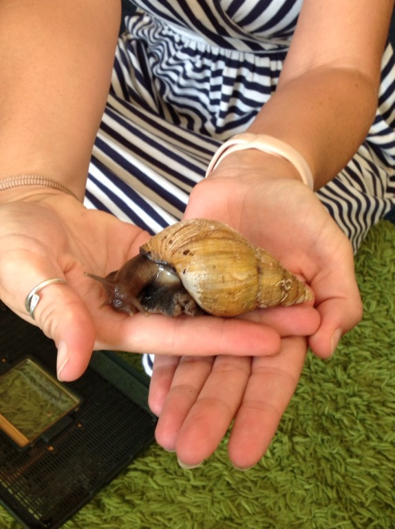 Shelly the Giant African Snail - Sharow CE Primary and Nursery School