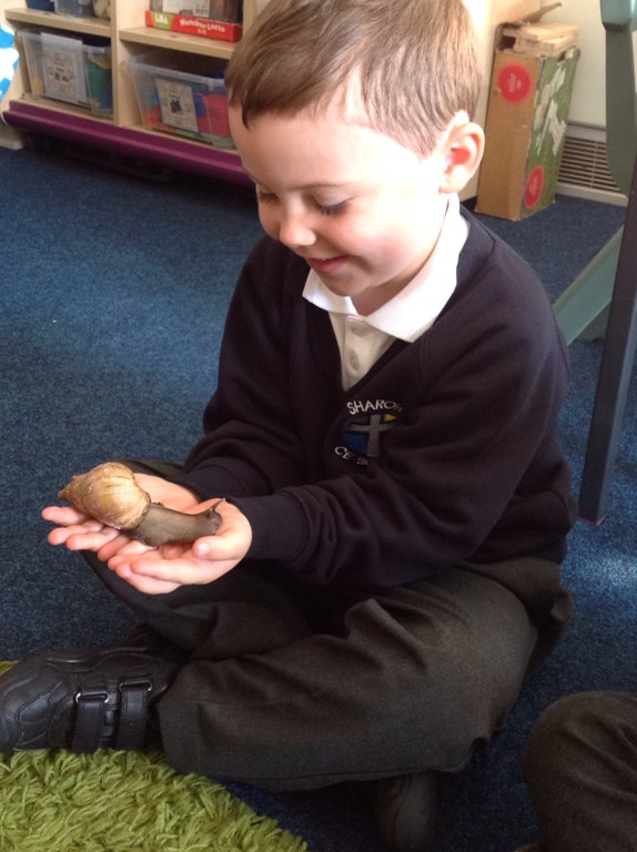 Shelly the Giant African Snail - Sharow CE Primary and Nursery School